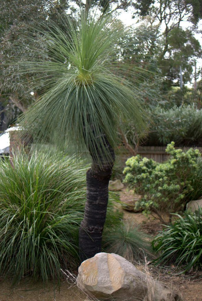 Australian Native Trees